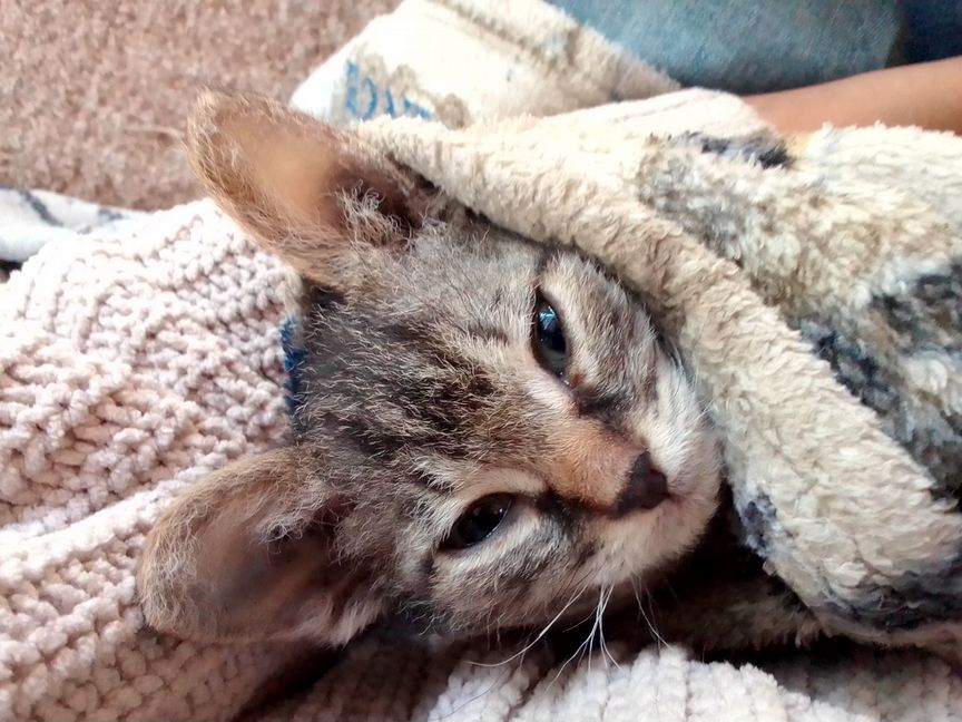 Сфинкс Браш котёнок,мальчик.Отдам