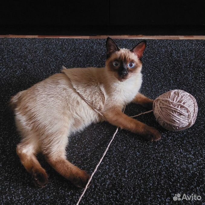 Меконгский бобтейл (вязка)