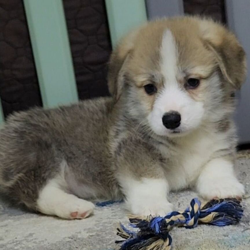 Вельш-корги пемброк щенки