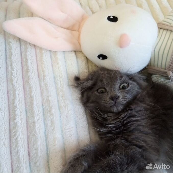 Бездомыш Нафаня ищет дом