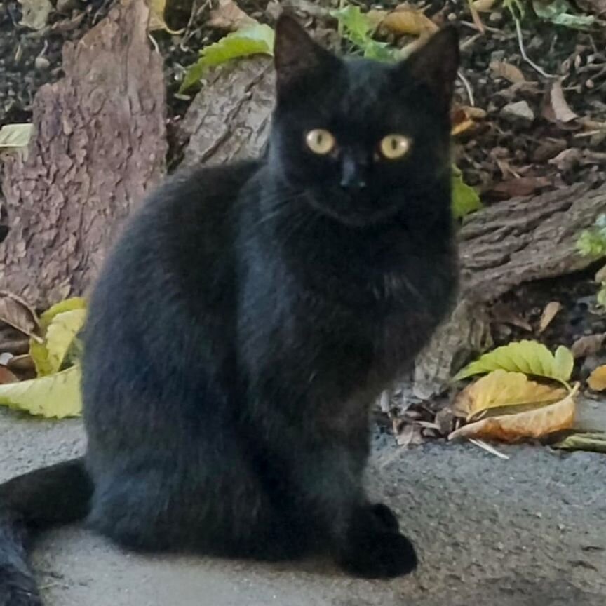Кошка