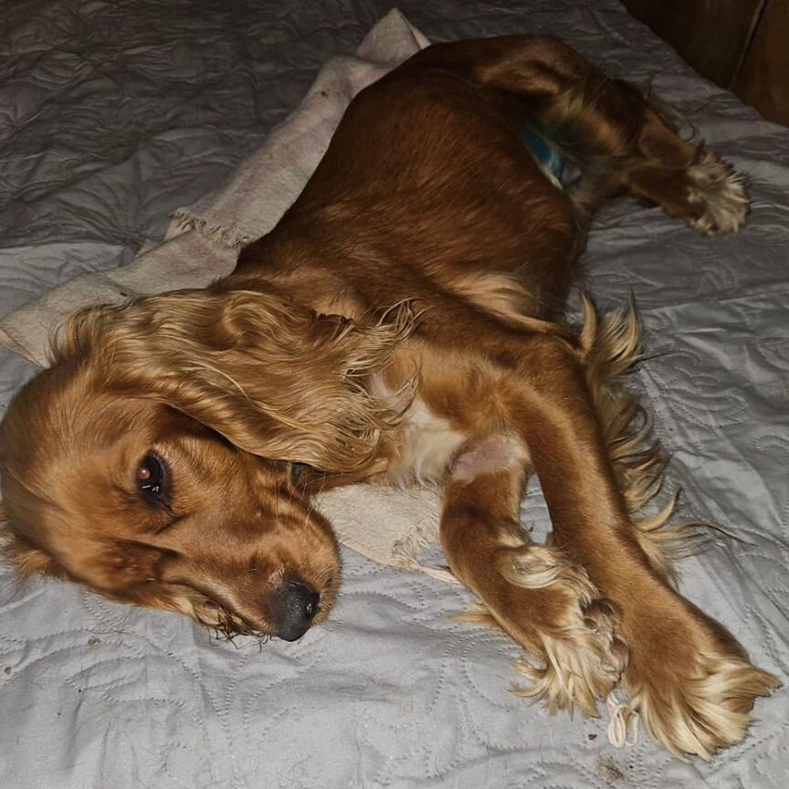 Английский коккер спаниель