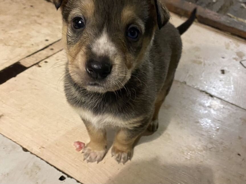 Собака в добрые руки