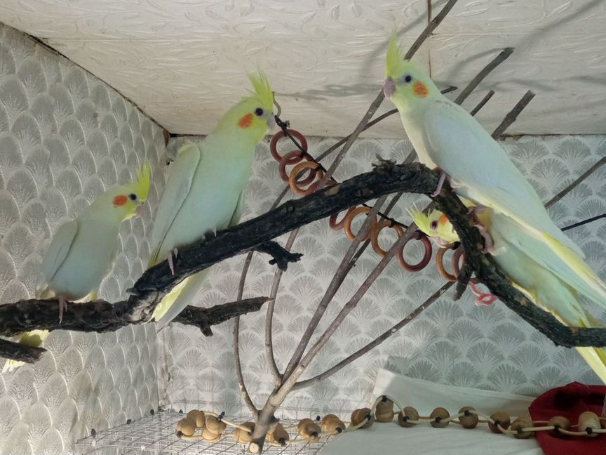 Попугай корелла птенец