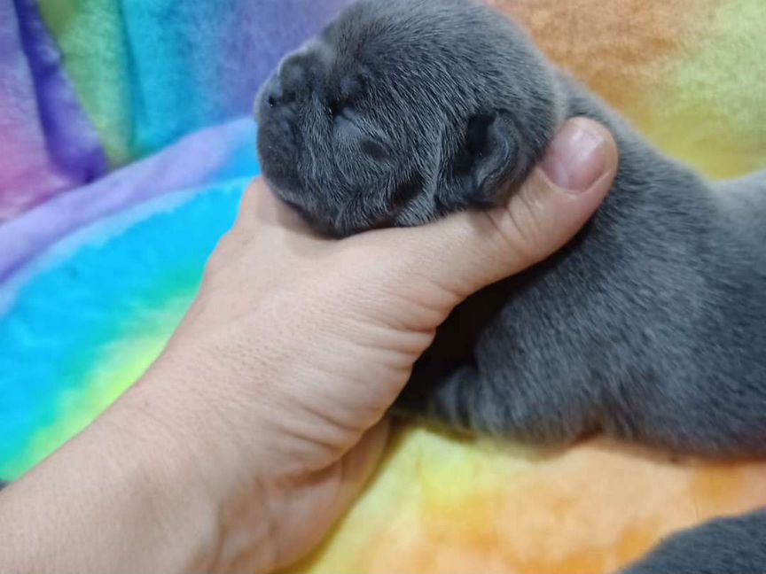 Голубые и голубо-палевый малыши