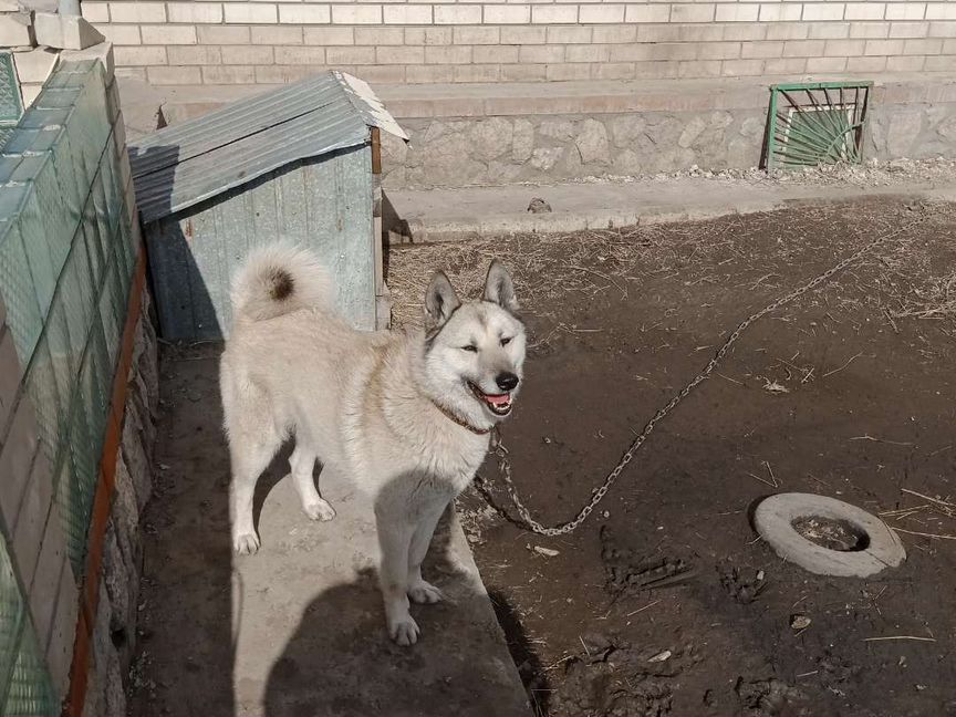 Щенки Сибирской Лайки - 1,5 месяца в добрые руки