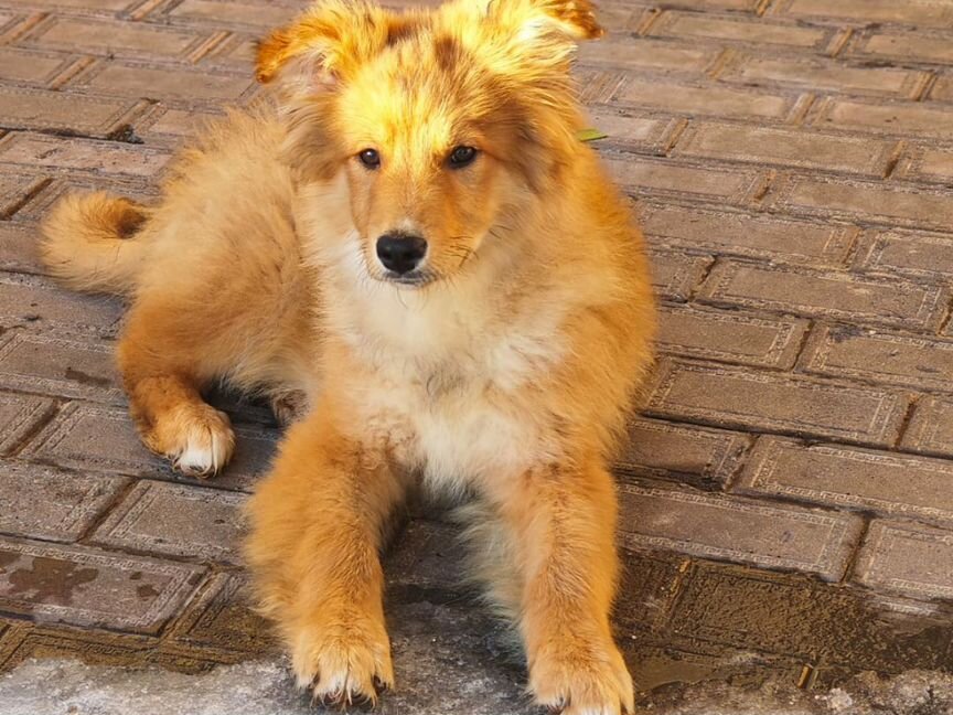 Щенок ищет дом