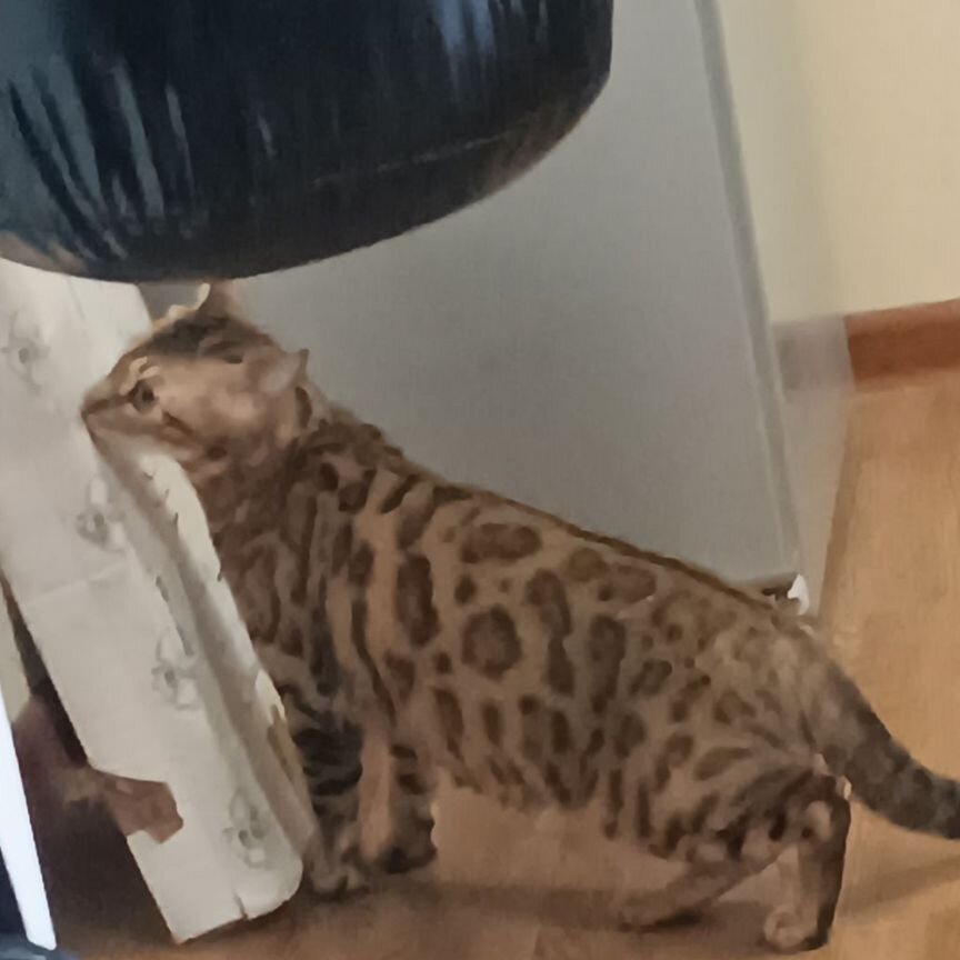 Бенгальская кошка вязка