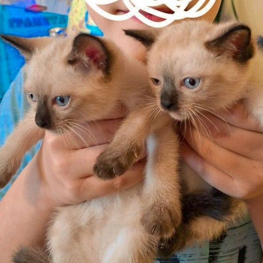 Тайские котята спб
