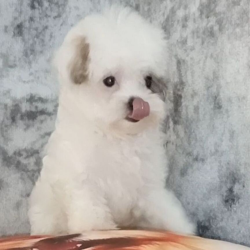 Мальтипу, щенок