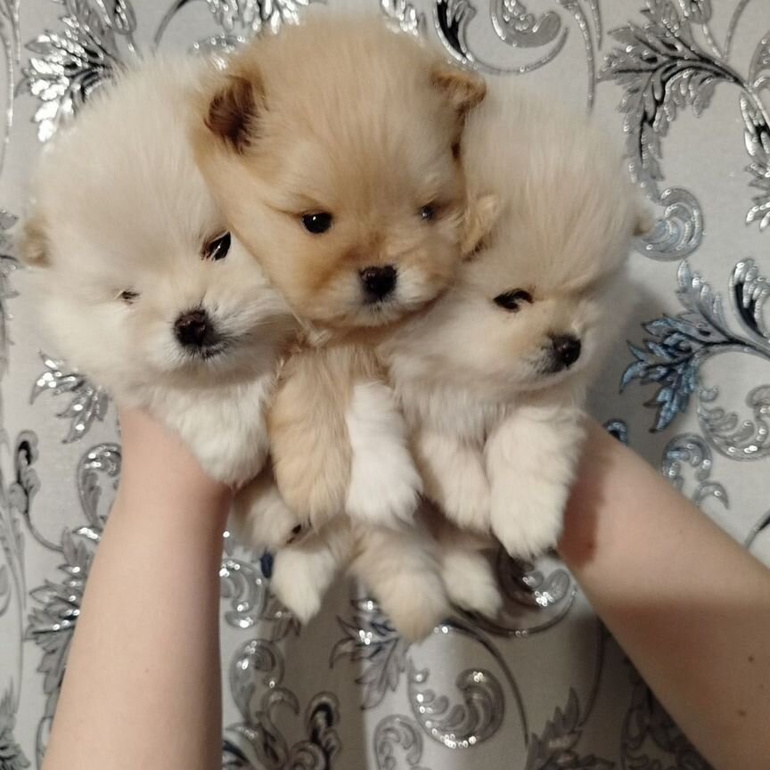 Померанский шпиц