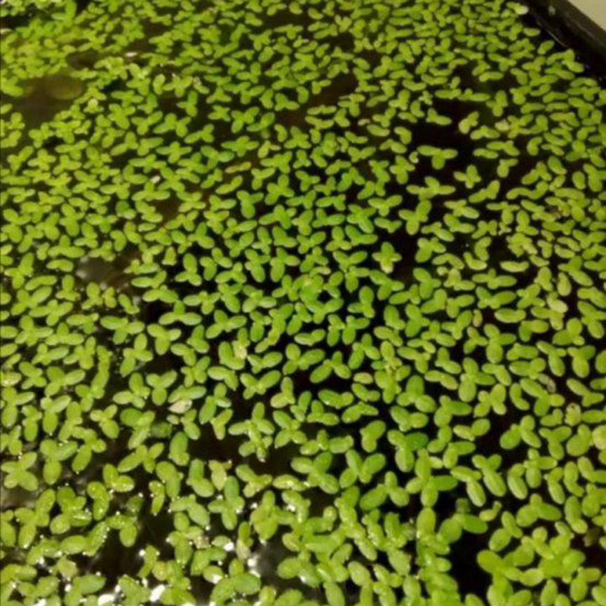 Аквариумная ряска