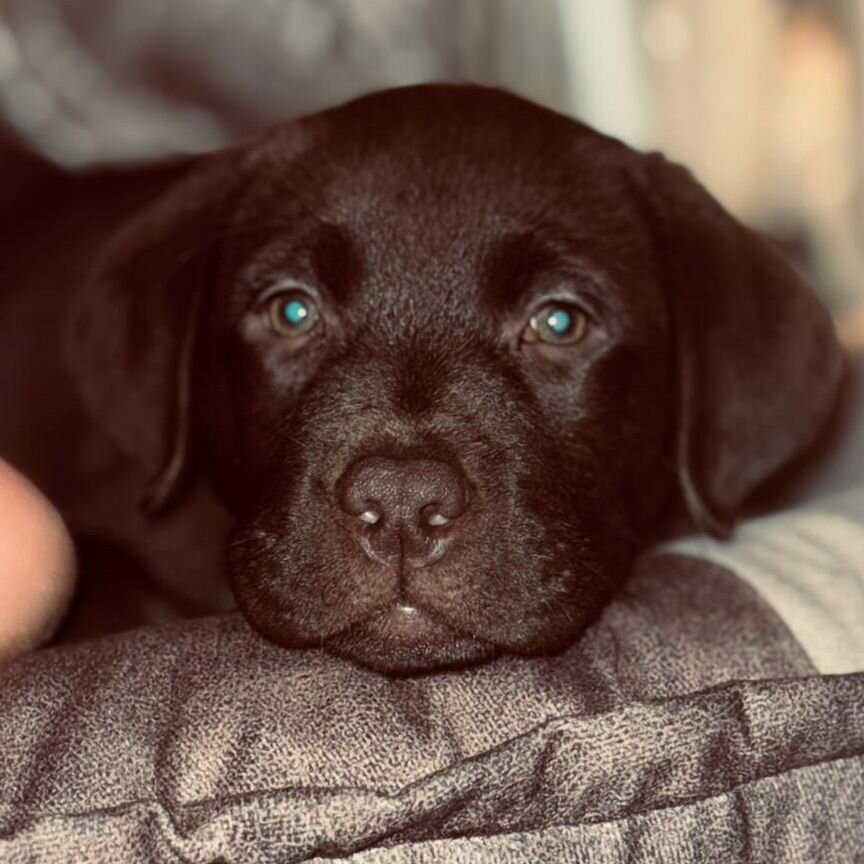Шоколадный лабрадор
