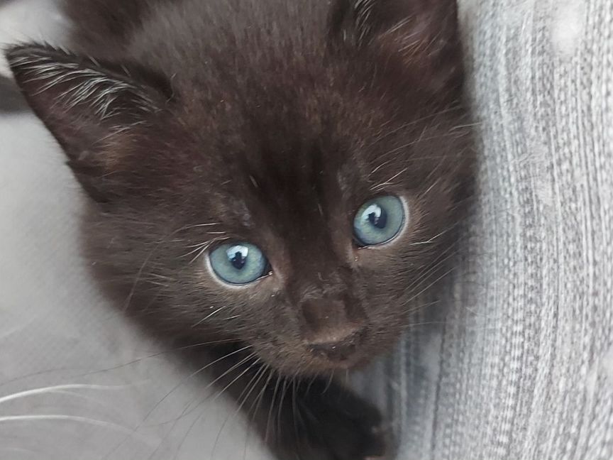 Котик ищет новый дом