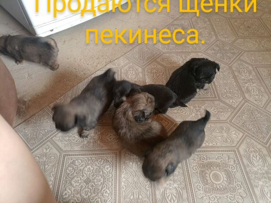 Щенки пекинеса