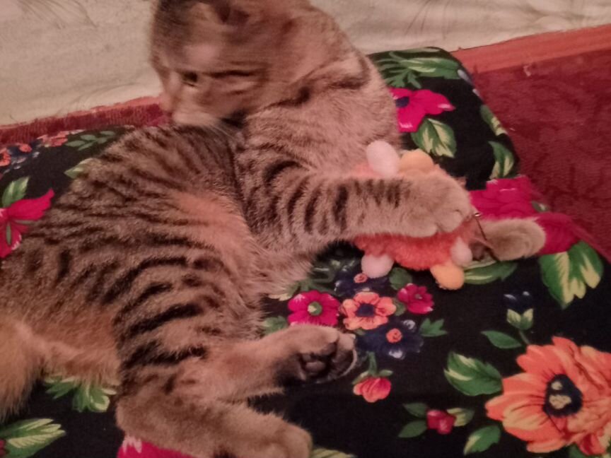 Кошки в добрые руки бесплатно даю девочка умная