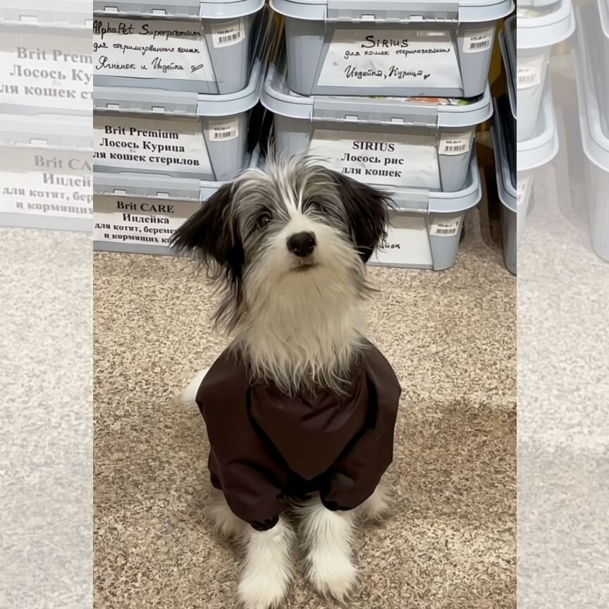 Щенок в добрые руки