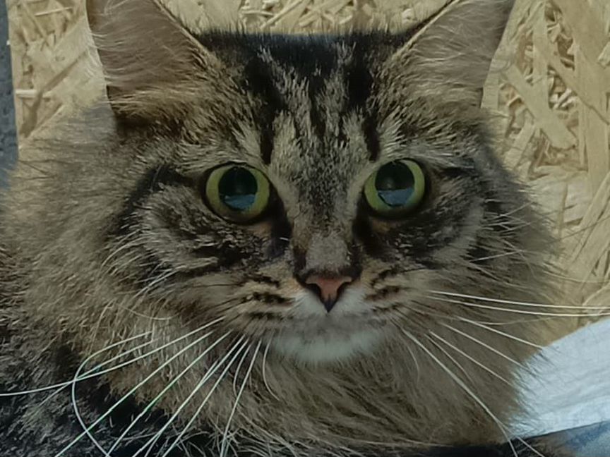 Норвежская лесная