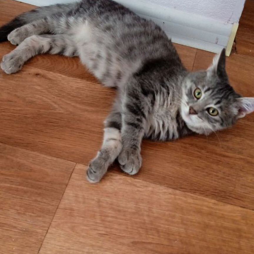 Котик (мальчик) ищет дом