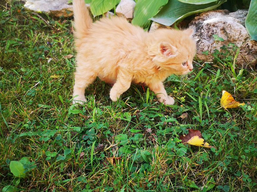 Отдам котенка 1.5 месяца