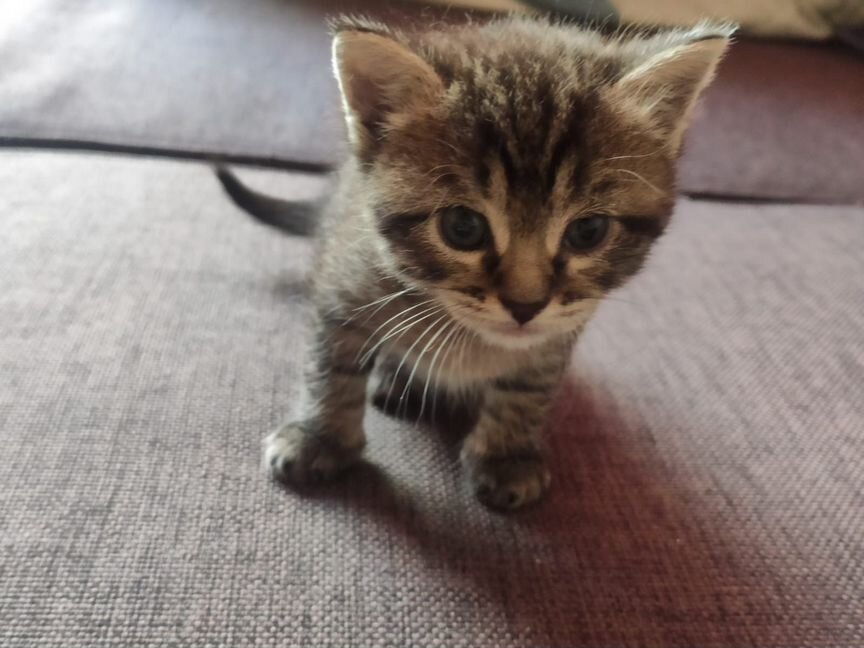 Пушистик ищет новый дом