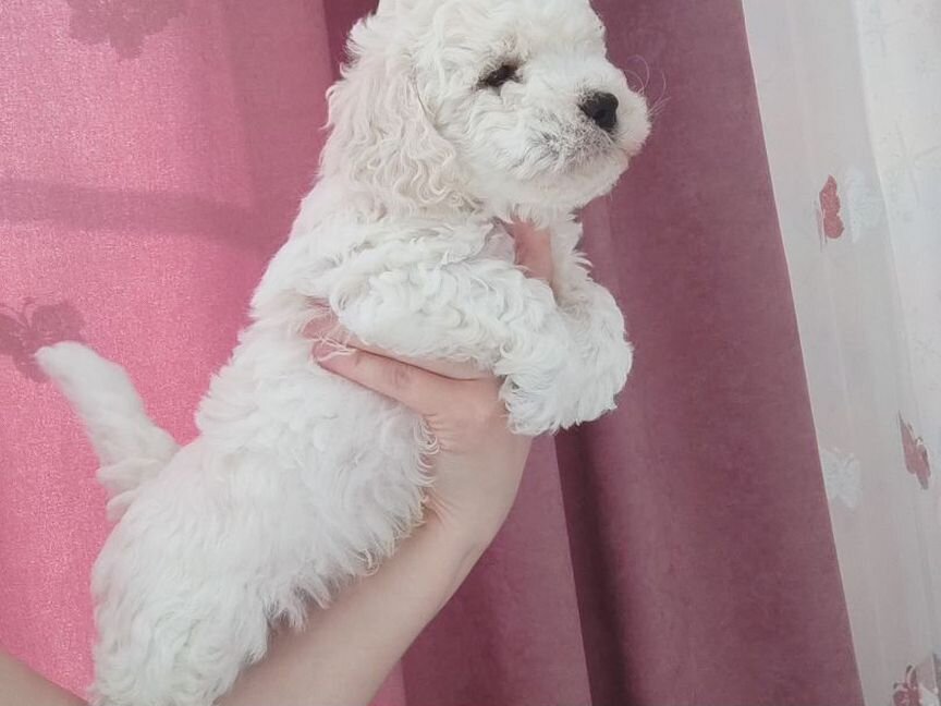 Щенки бишон фризе