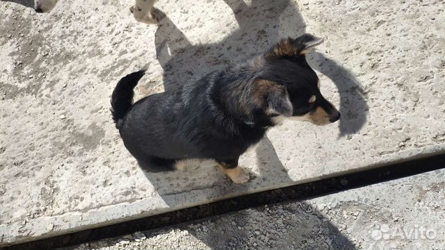 Отдам в добрые руки маленькую девочку