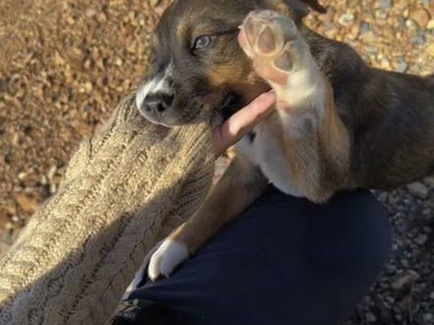 Щенок девочка