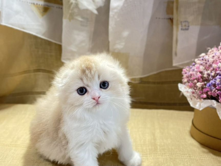 Шотландская вислоухая