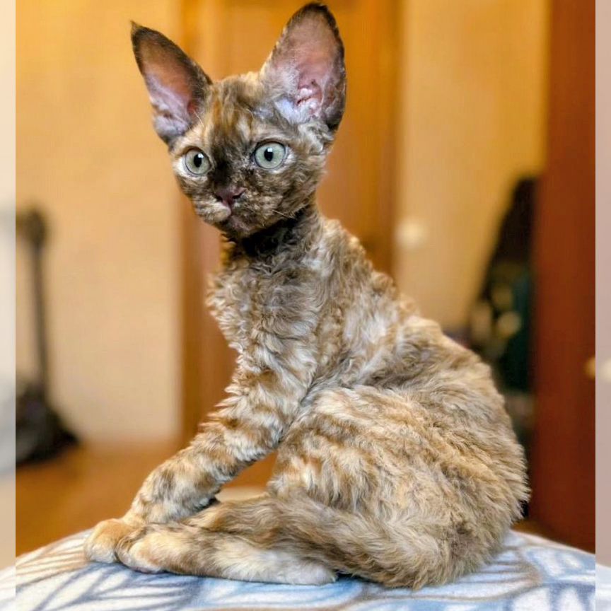 Девон-рекс котёнок