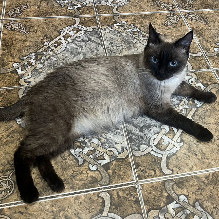 Сиамская, взрослая кошка
