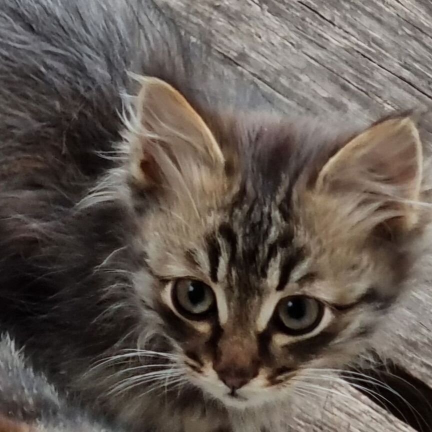 Котят выкинули в коробке