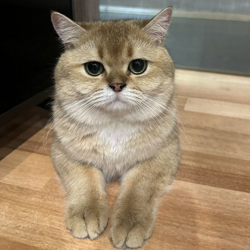 Британский короткошёрстный, взрослый кот