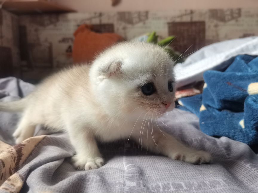 Шотландская вислоухая шиншилла