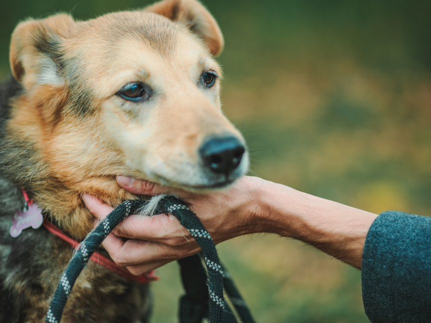 Собака Рокси из приюта бесплатно