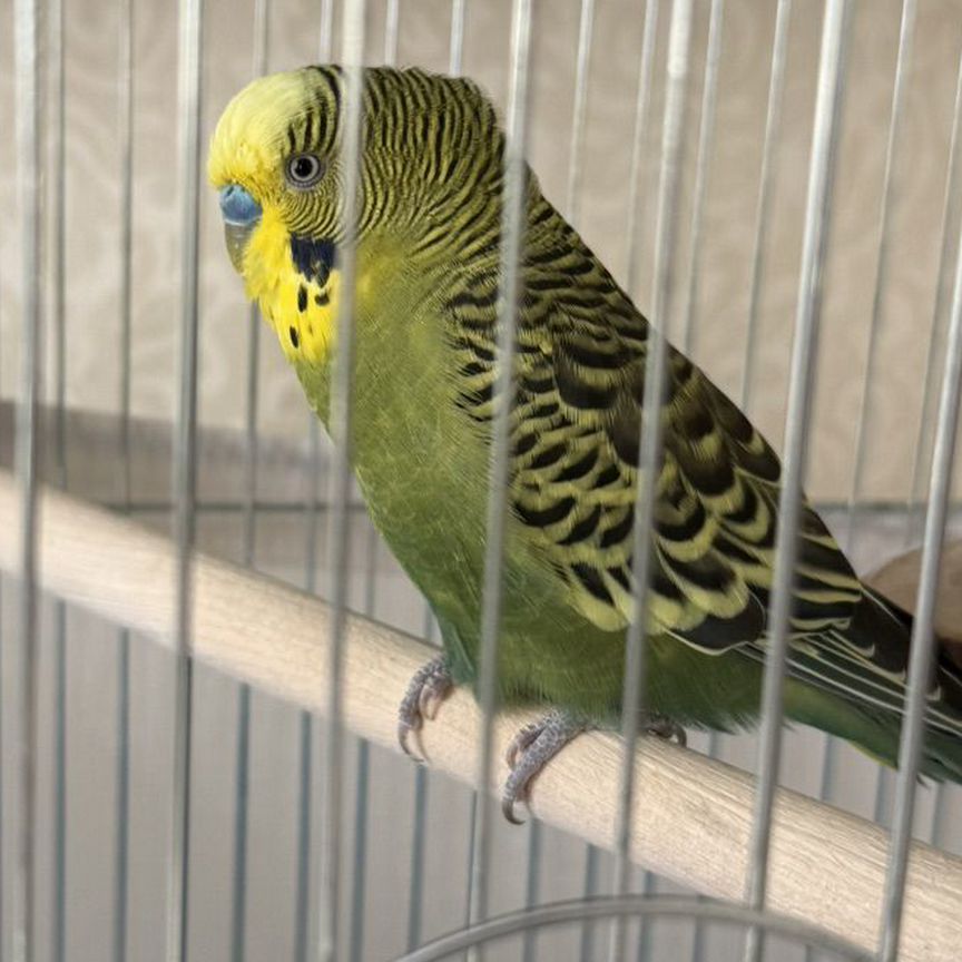 Волнистый попугай