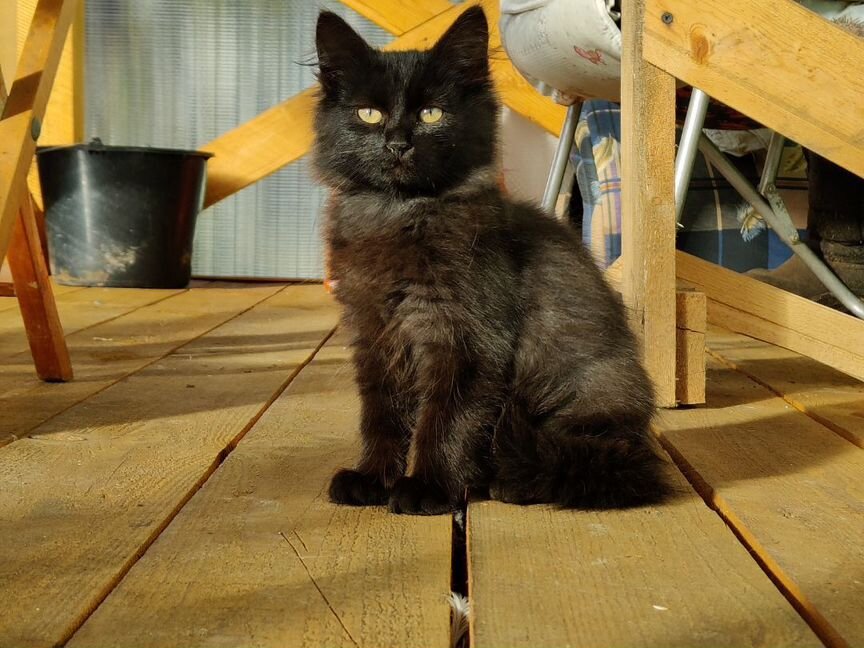 Черный котенок в добрые руки