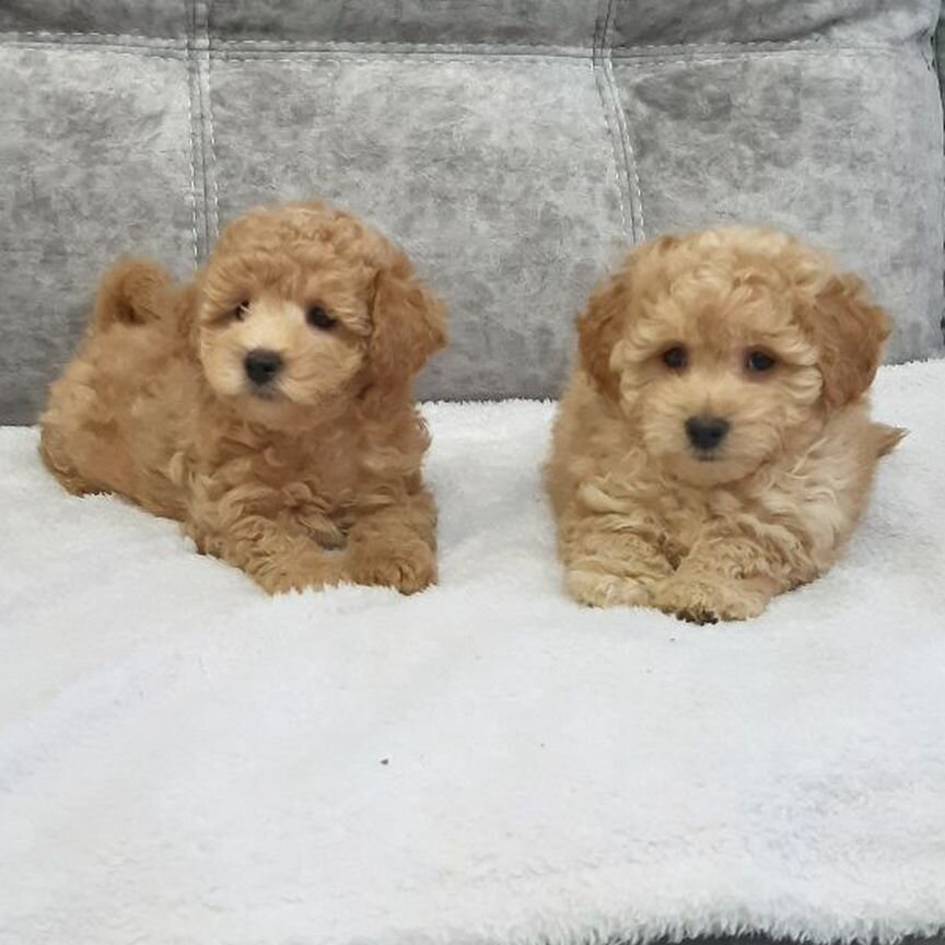 Мальтипу, щенок