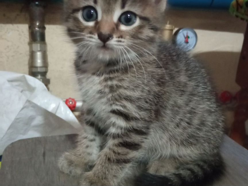 Кошка 1 мес