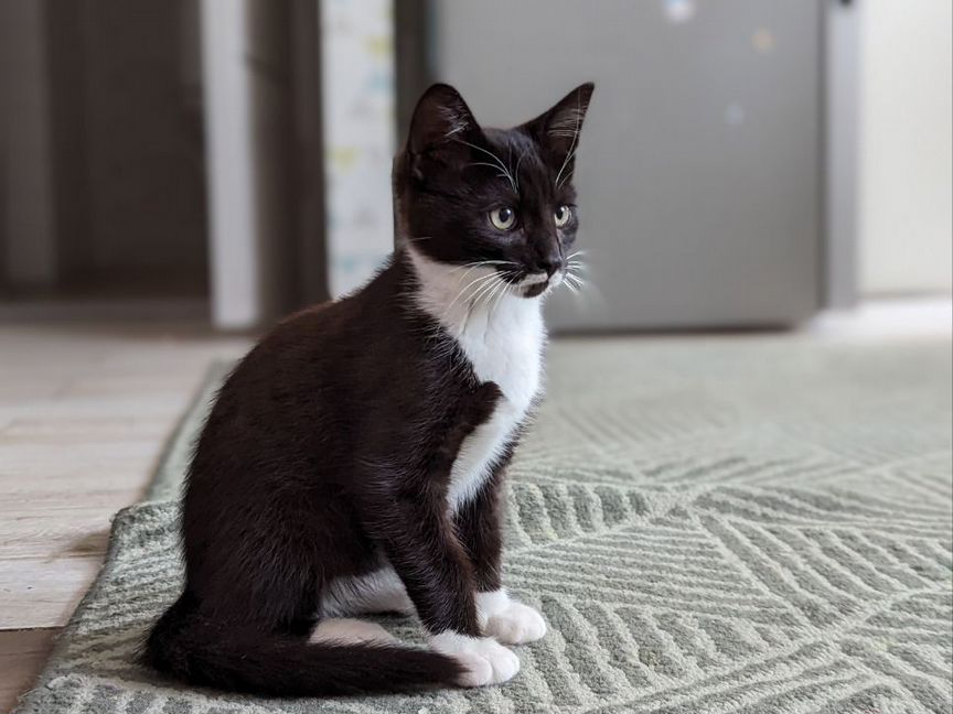Кот Компот ищет дом