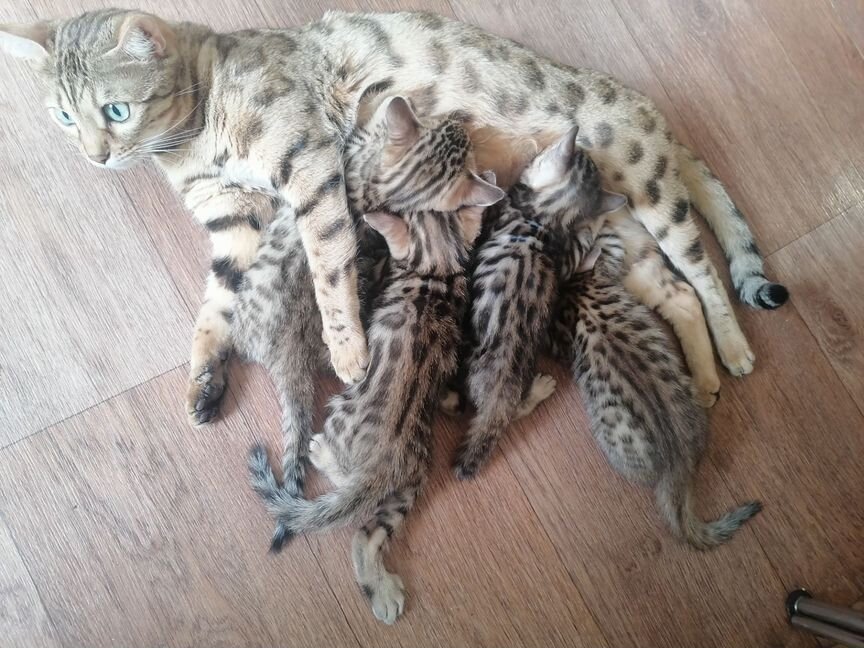 Бенгальские котята