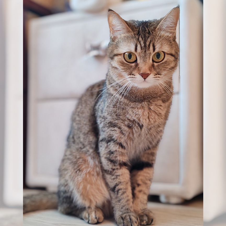 Взрослая, кошка в добрые руки