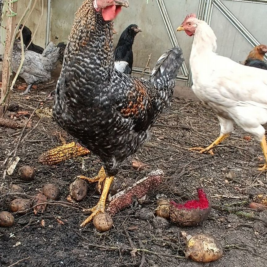 Молодые петухи