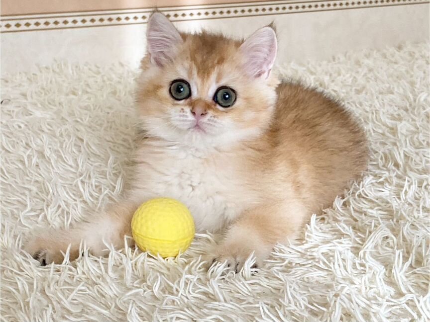 Солнечное чудо окраса ny11