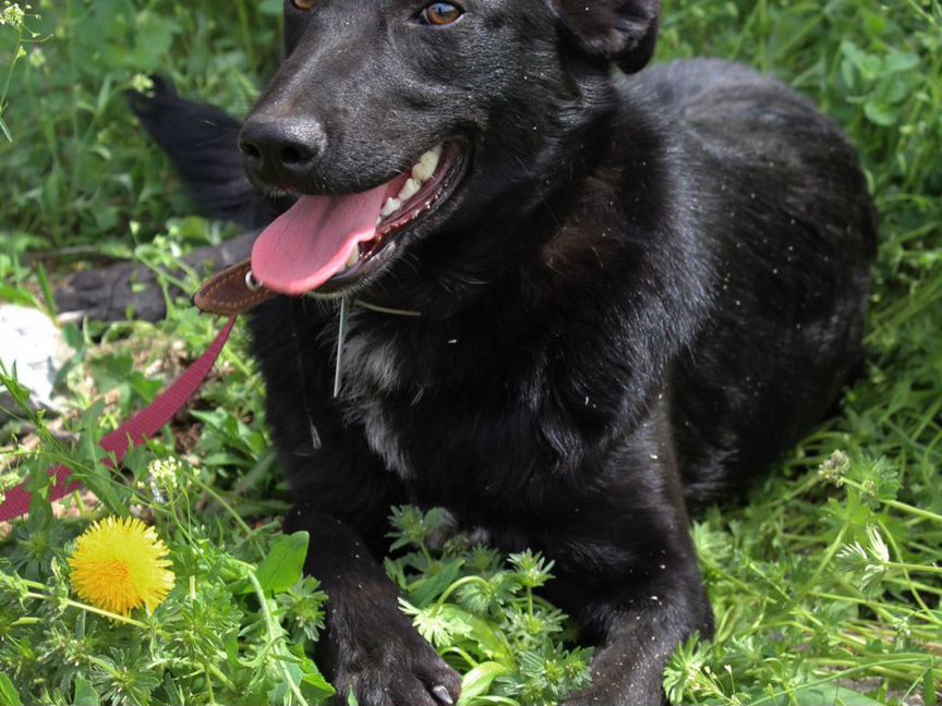 Собака в добрые руки