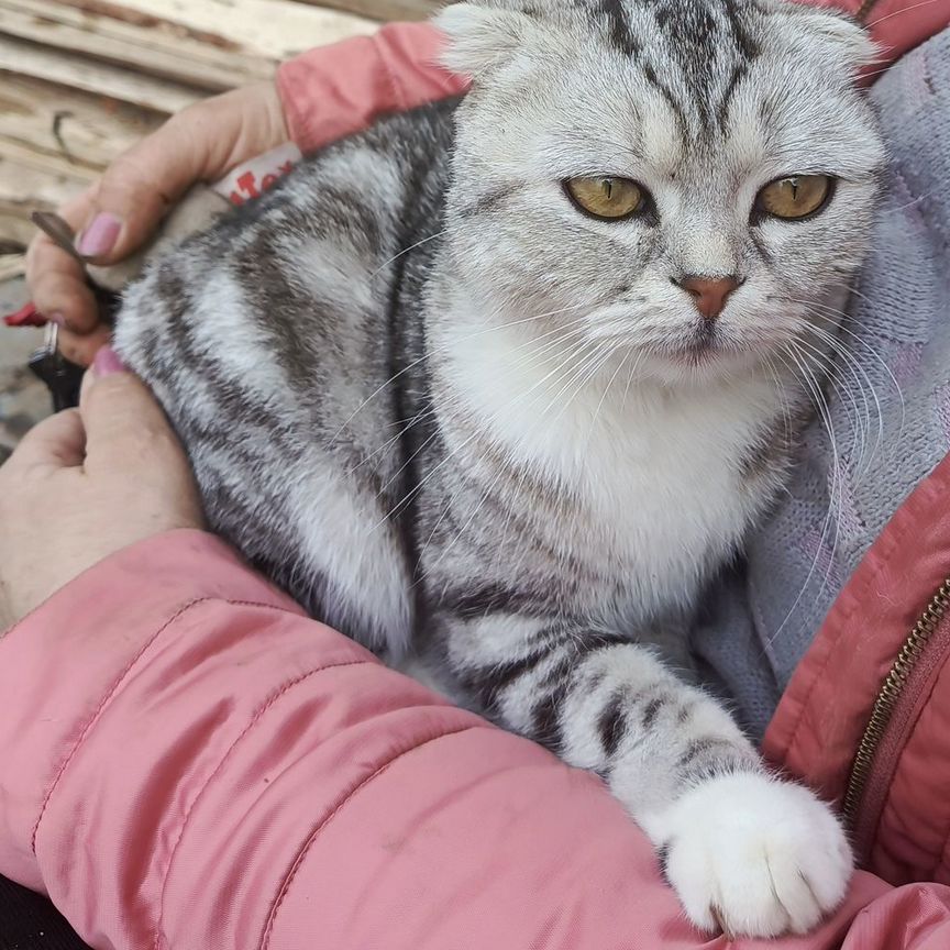 Шотландская вислоухая короткошёрстная, взрослая кошка