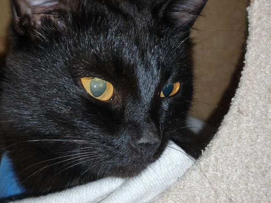 Багира В дар стерилизована