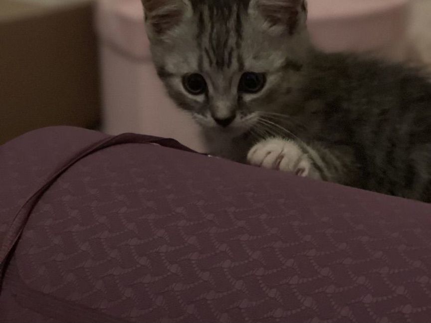 Шотландские вислоухие котята