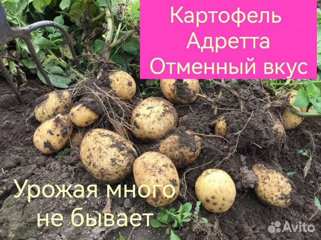 Семенной картофель купить в Ангарске | Товары для дома и дачи | Авито
