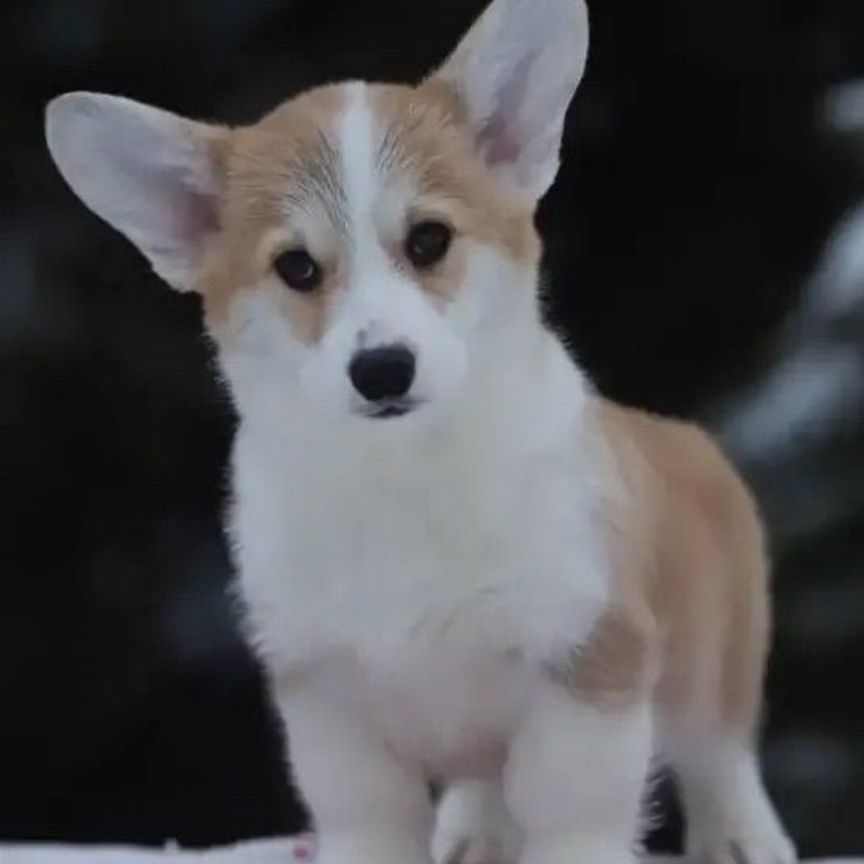 Вельш Корги Пемброк, щенок